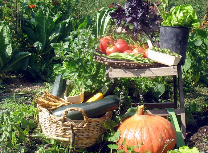 Gartenpflanzen und Ernte – SteinschalerWiki