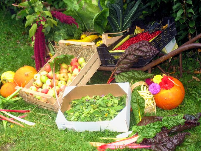 Gartenpflanzen und Ernte – SteinschalerWiki